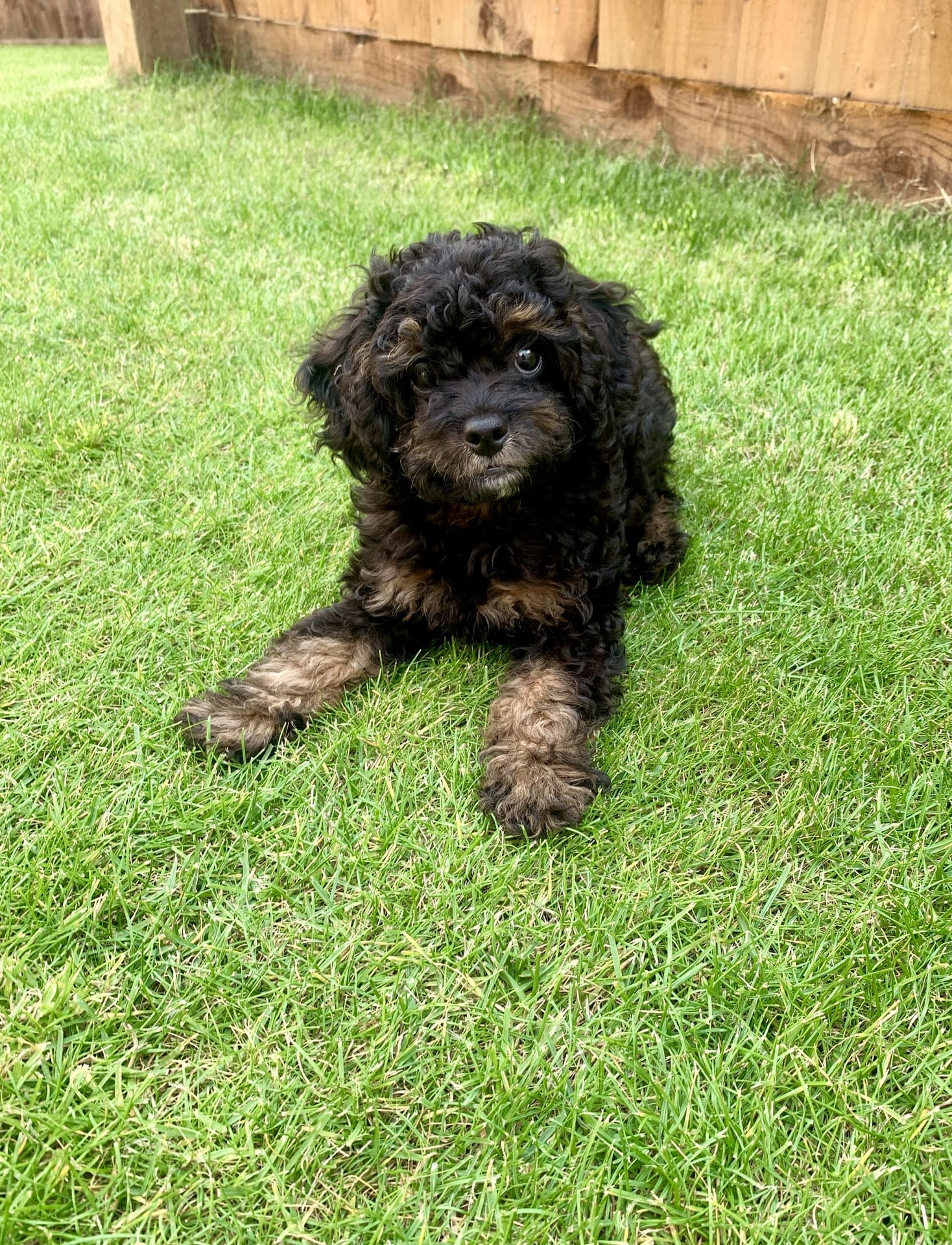 Meet Buzz - Cavapoo