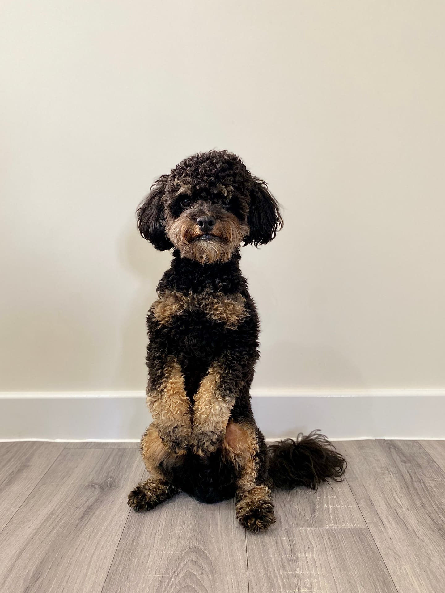 Gallery | Cavapoo