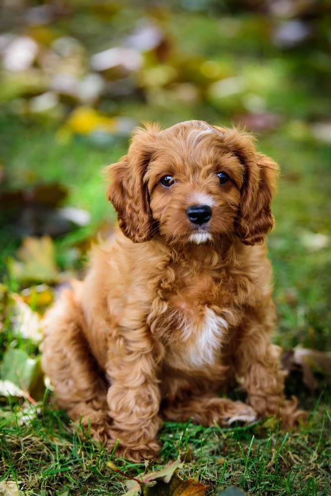 Gallery | Cavapoo