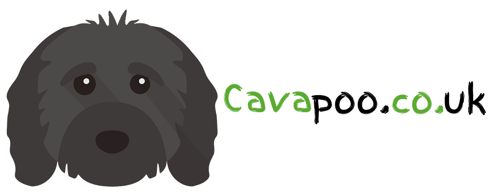 Cavapoo - Cavapoo