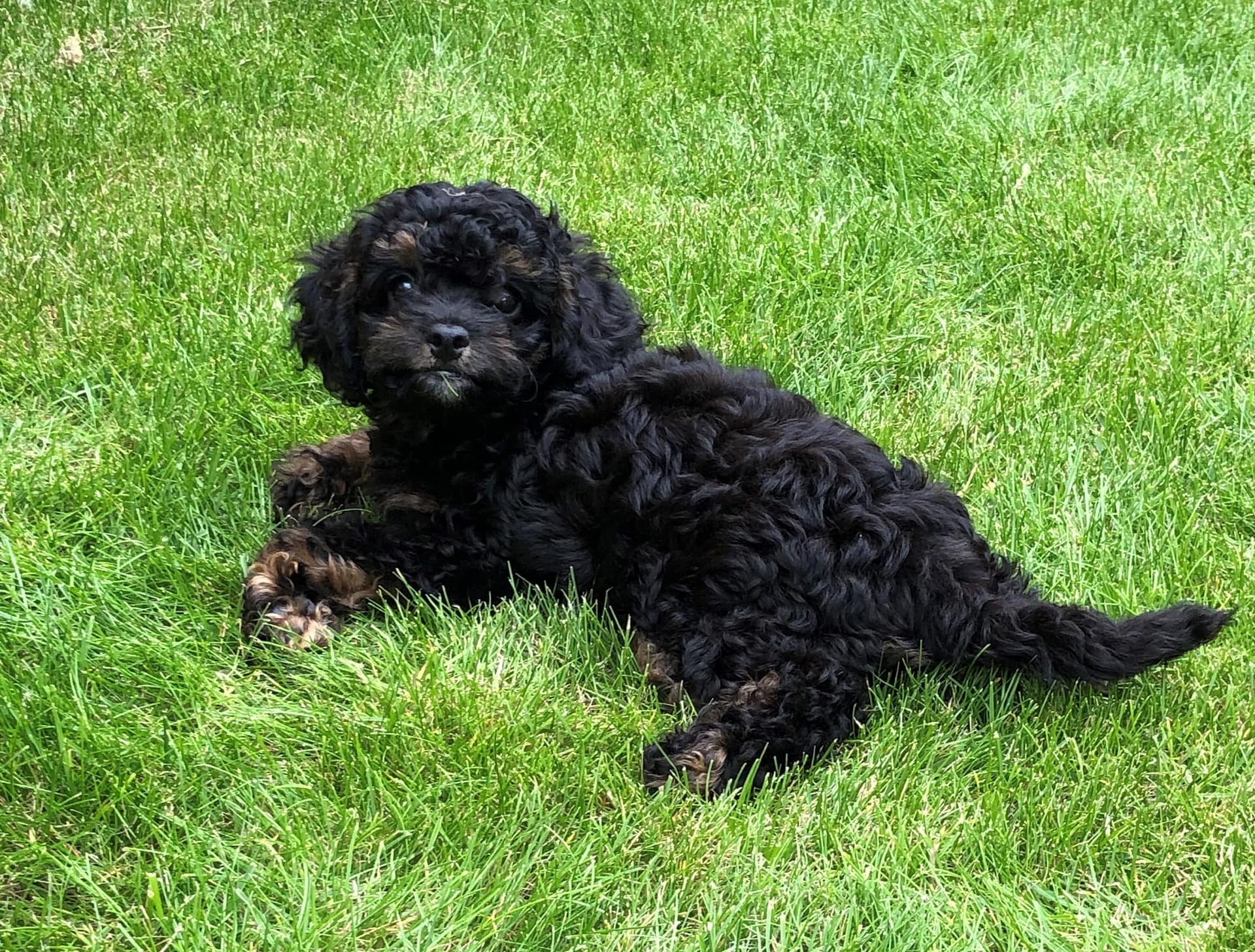Gallery - Cavapoo
