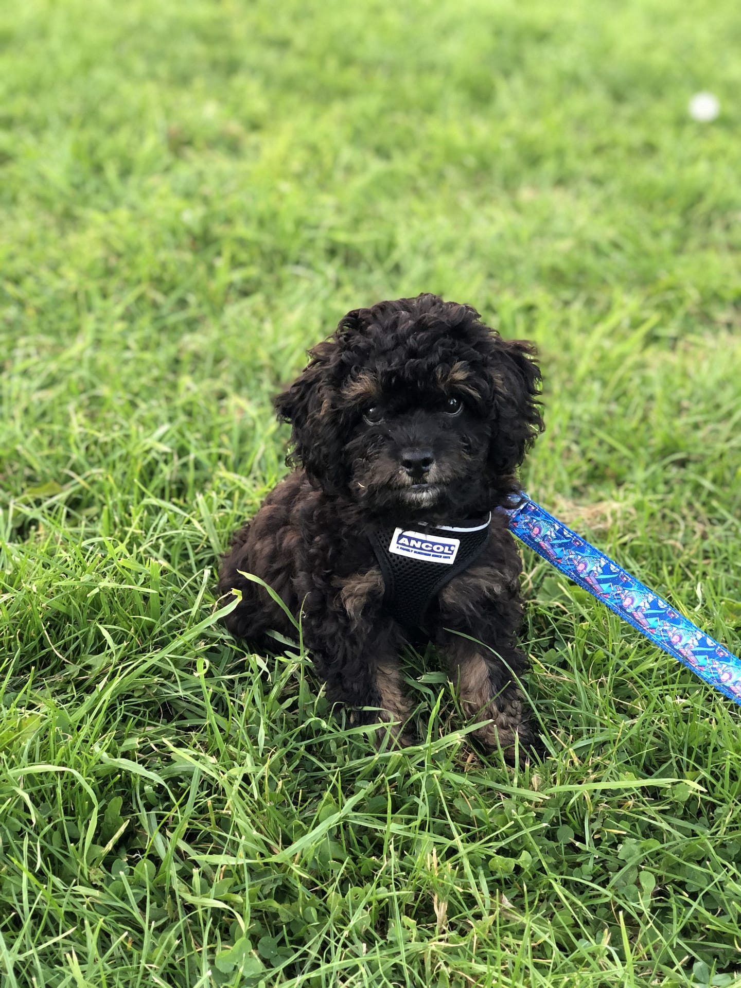 Meet Buzz - Cavapoo