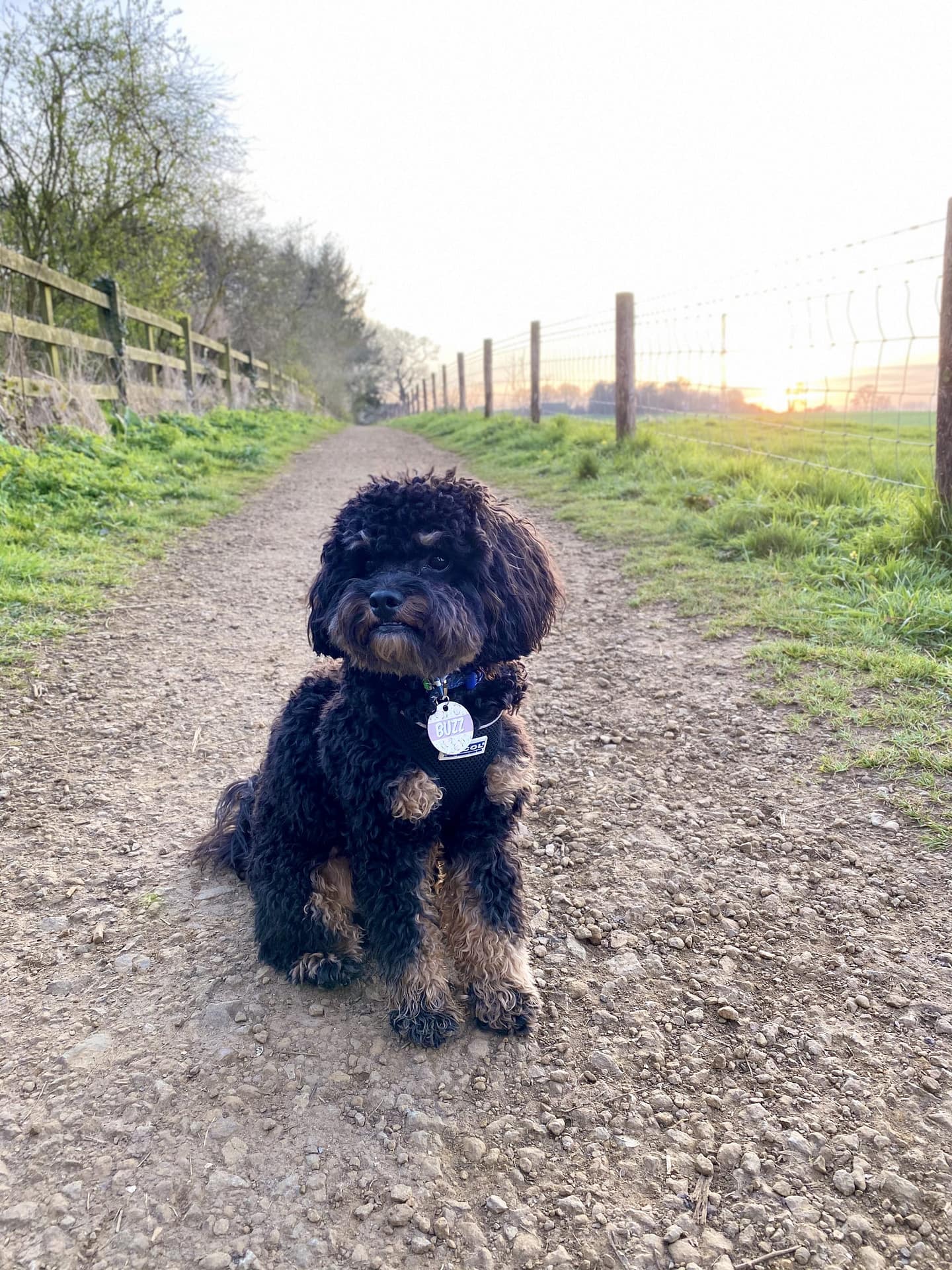 Meet Buzz - Cavapoo