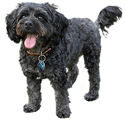 Contact Us - Cavapoo